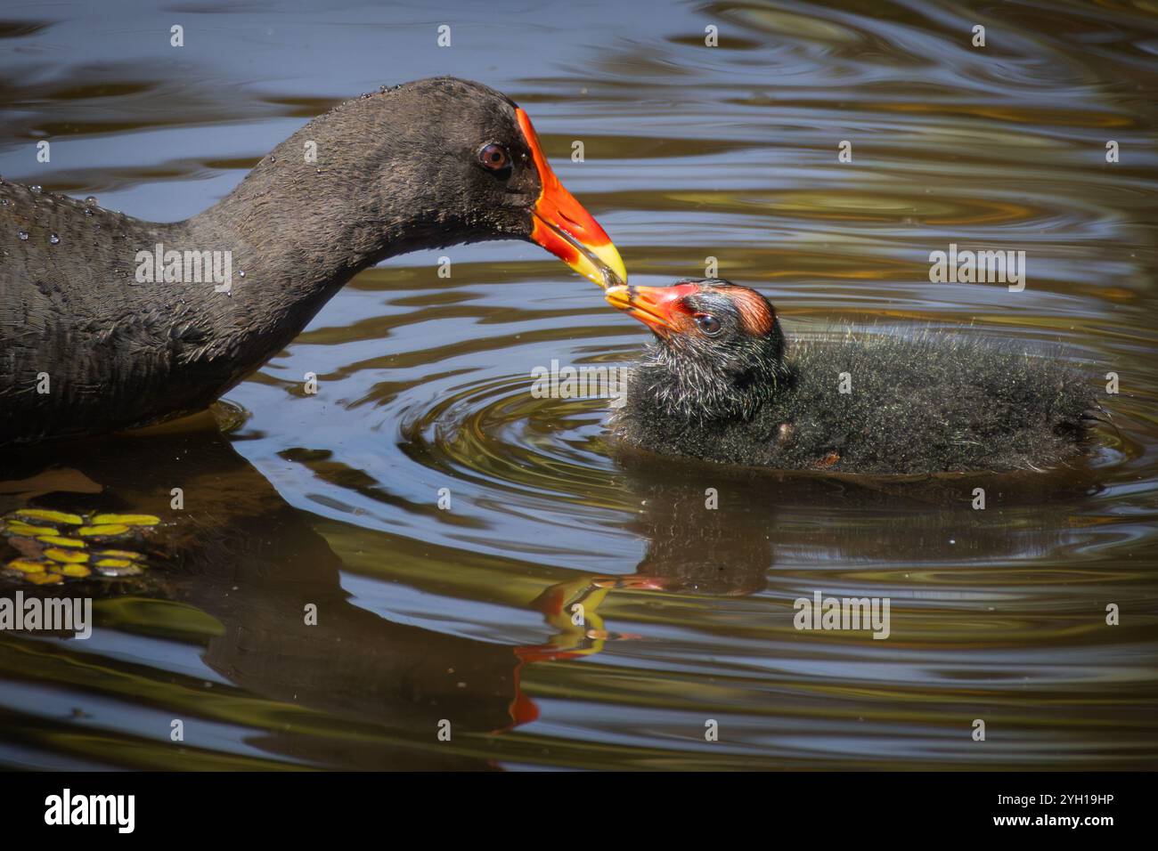 An adult Dusky Moorhen feeding its young baby Stock Photo - Alamy