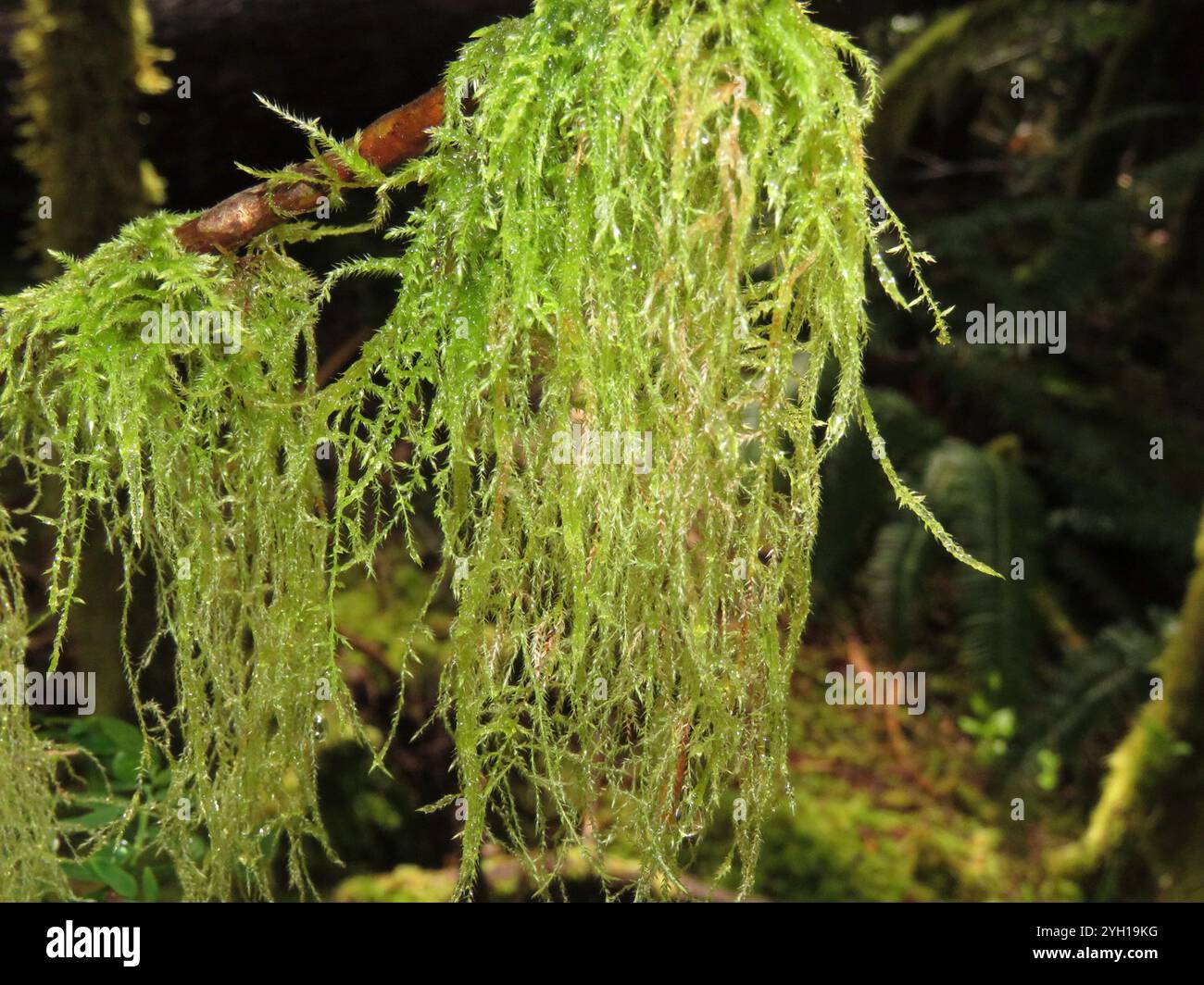 Cat's Tail Moss (Pseudisothecium stoloniferum Stock Photo - Alamy