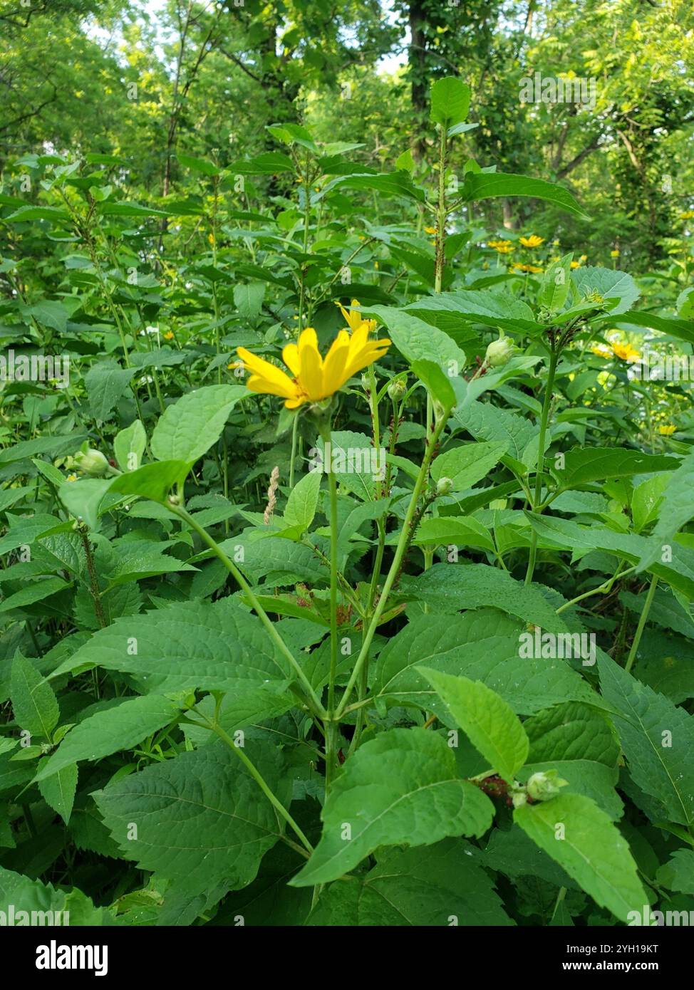 false sunflower (Heliopsis helianthoides Stock Photo - Alamy