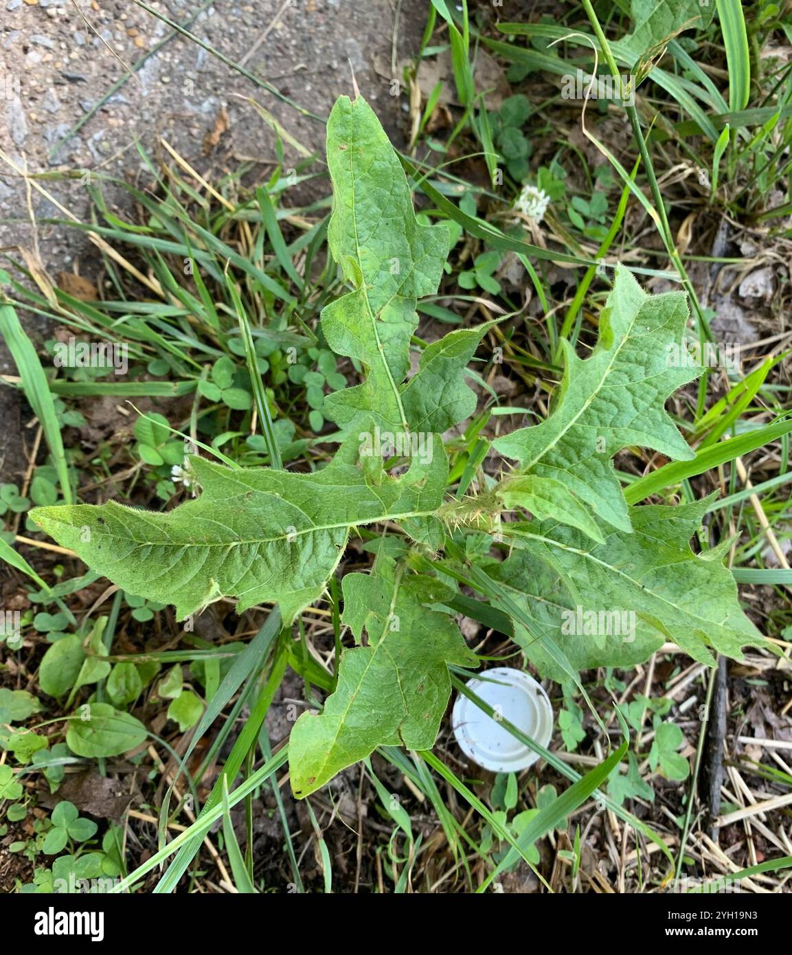 Carolina horsenettle (Solanum carolinense Stock Photo - Alamy