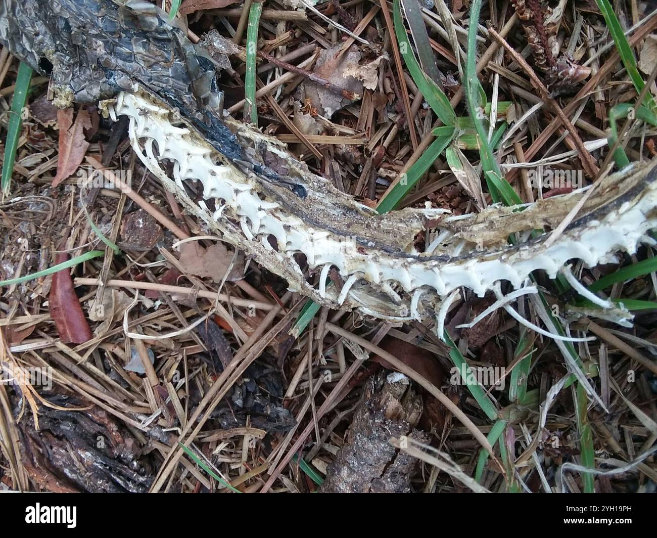 Colubrine Snakes (Colubrinae Stock Photo - Alamy