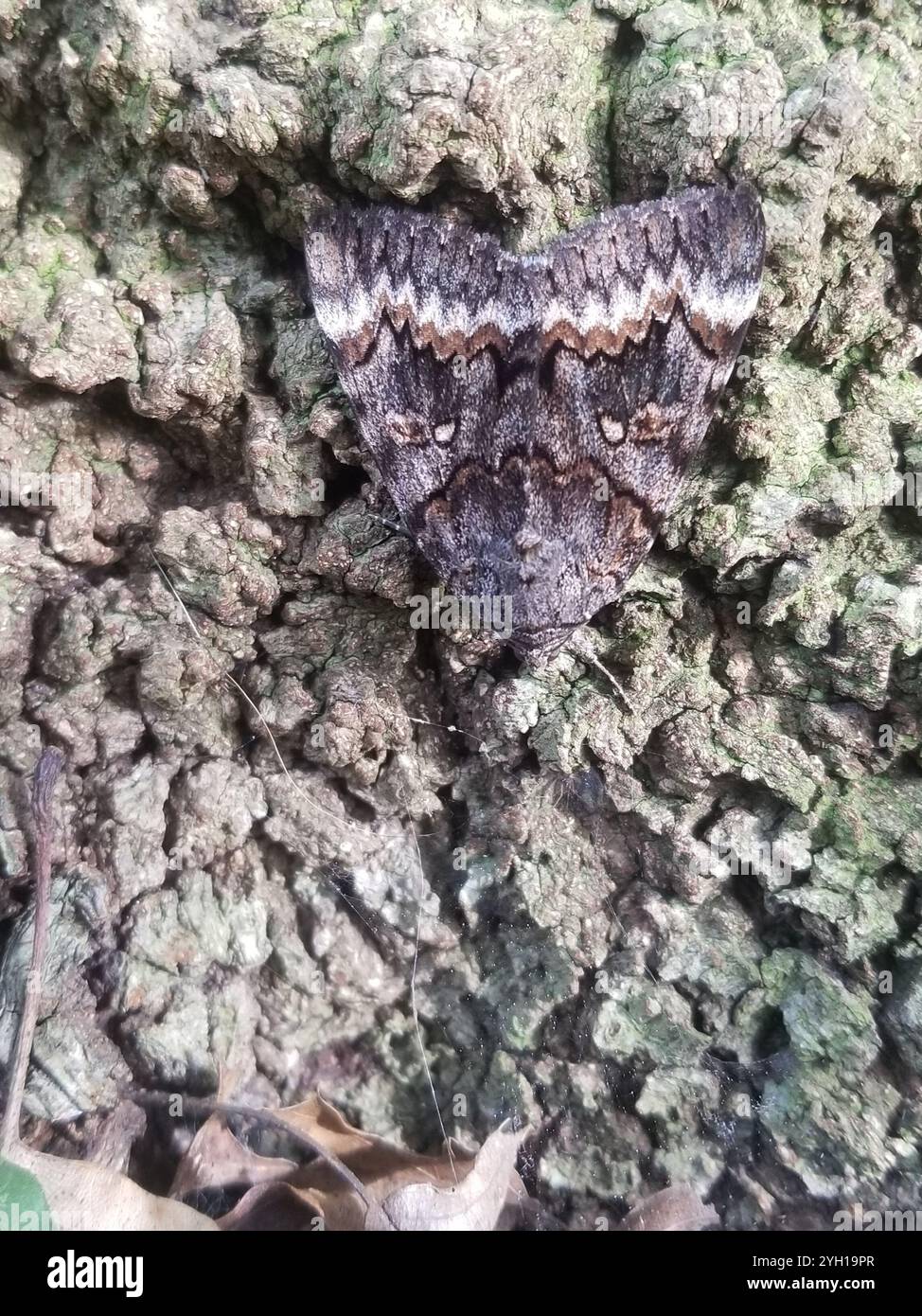 Epione Underwing (Catocala epione Stock Photo - Alamy