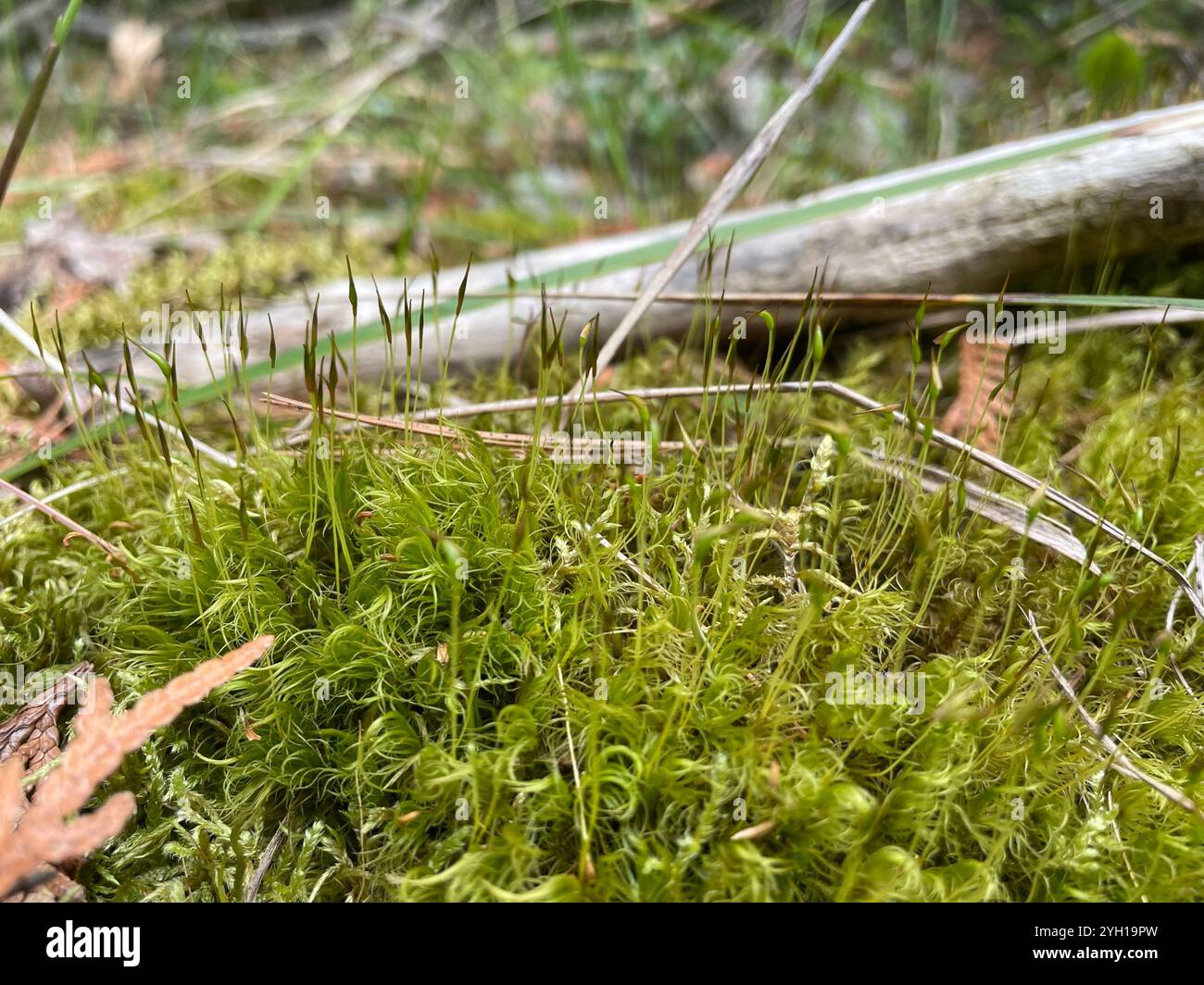 Waxyleaf Moss (Dicranum polysetum Stock Photo - Alamy