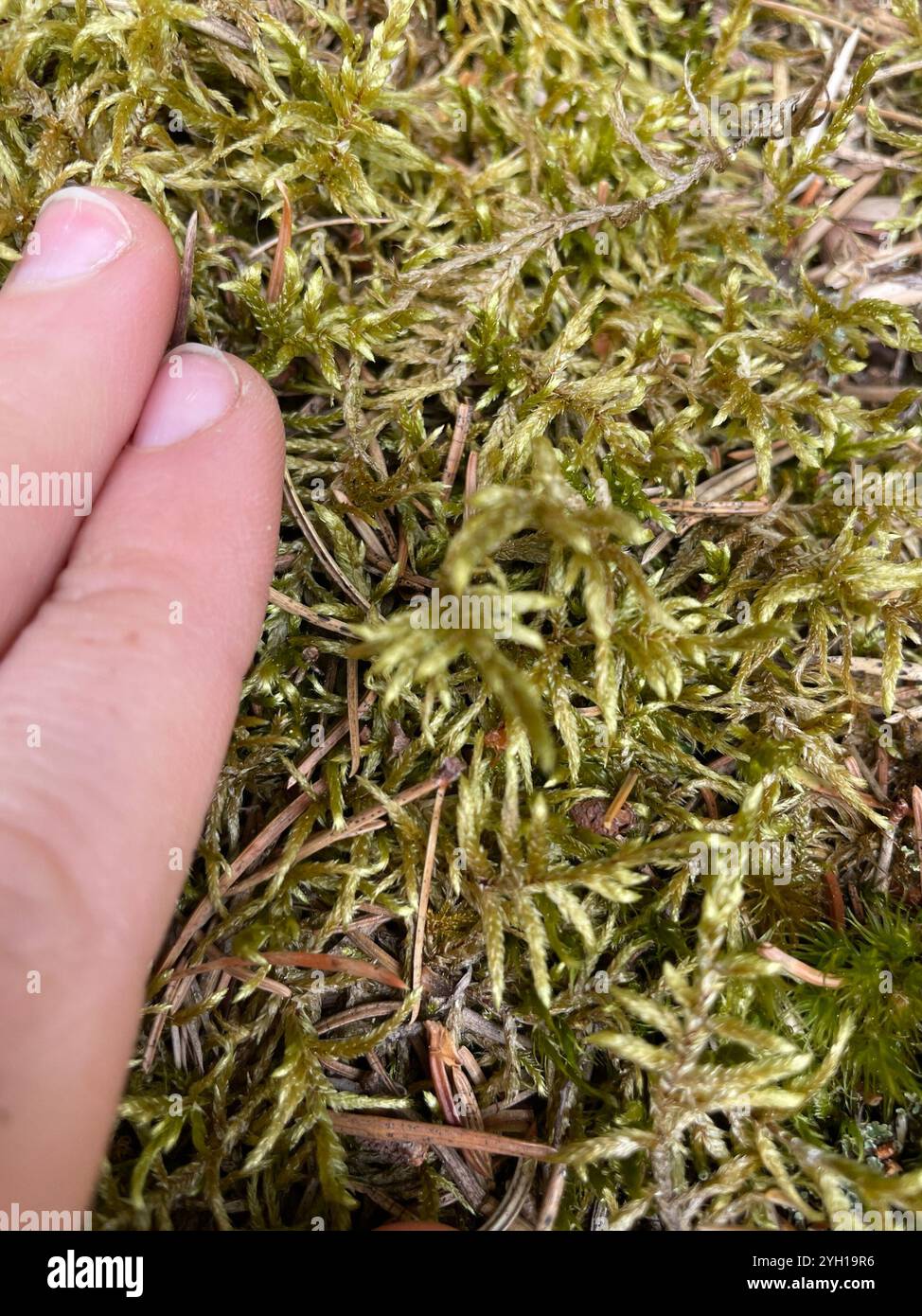 Pleurozium pleurozium schreberi hi-res stock photography and images - Alamy
