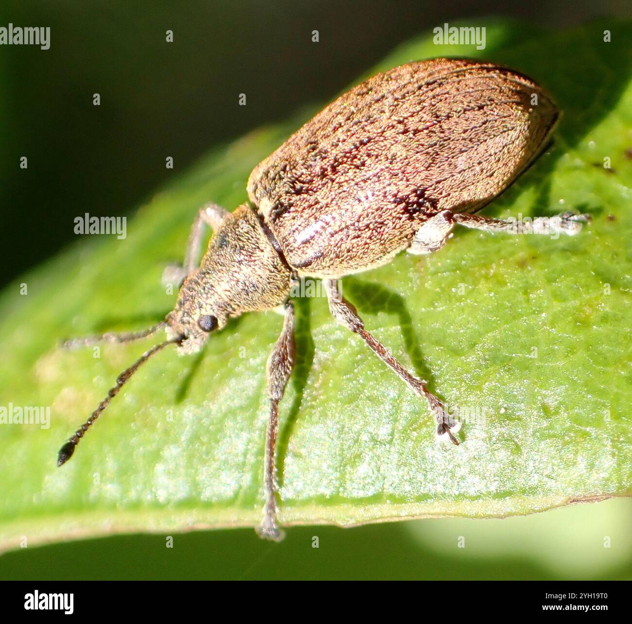 Common Leaf Weevil (Phyllobius pyri Stock Photo - Alamy