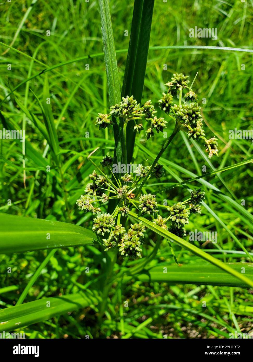 dark green bulrush (Scirpus atrovirens Stock Photo - Alamy