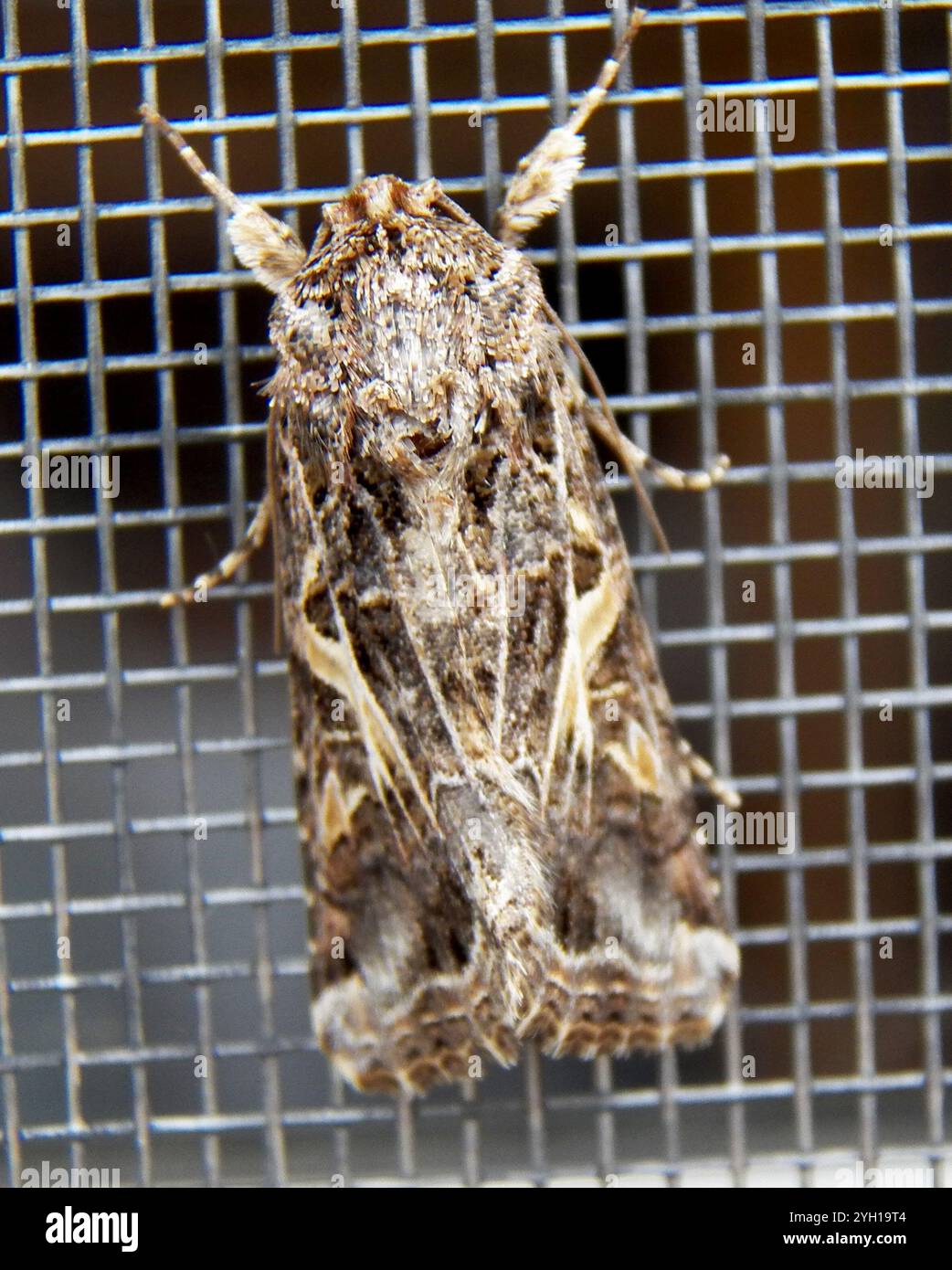Yellow-striped Armyworm Moth (Spodoptera ornithogalli Stock Photo - Alamy