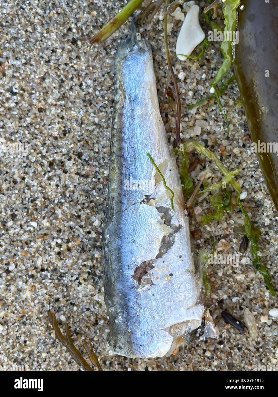 Ray-finned Fishes (Actinopterygii Stock Photo - Alamy