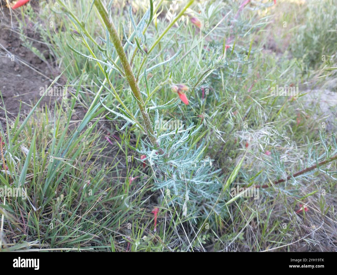 Scarlet Gilia (Ipomopsis aggregata Stock Photo - Alamy