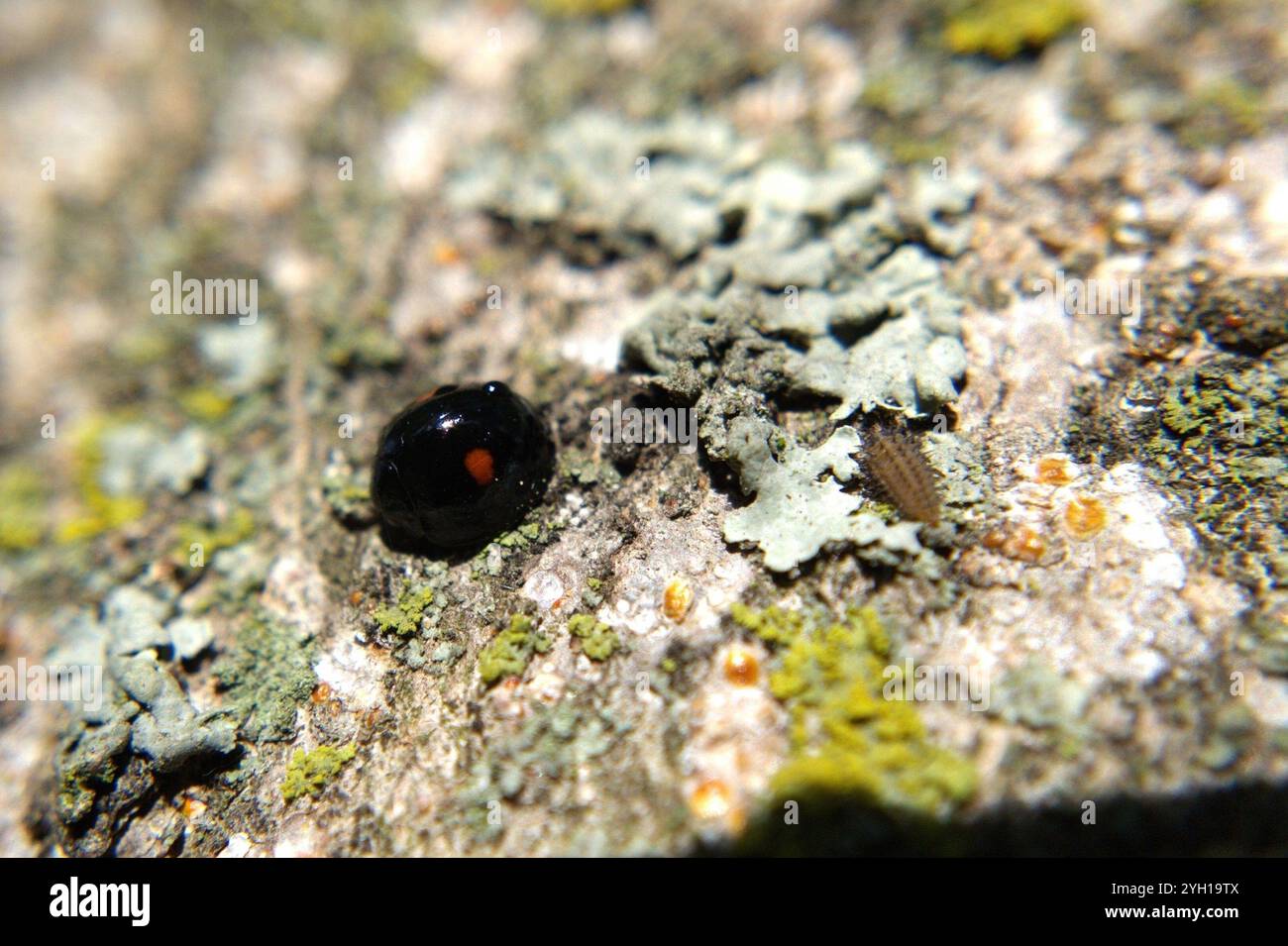 Twice-stabbed Lady Beetle (Chilocorus stigma Stock Photo - Alamy