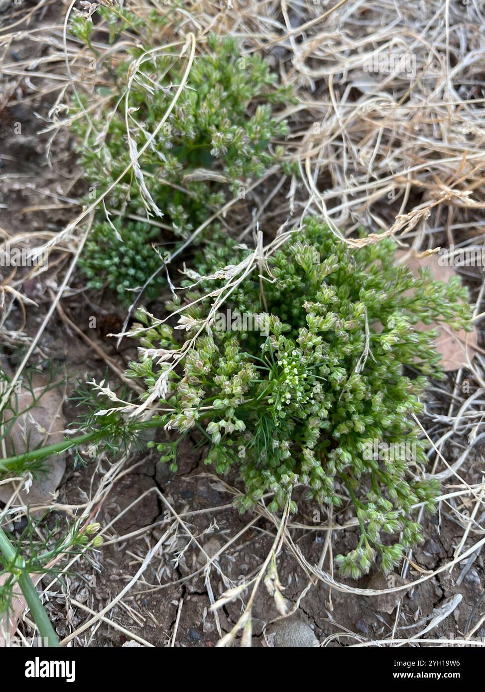 fourleaf manyseed (Polycarpon tetraphyllum Stock Photo - Alamy