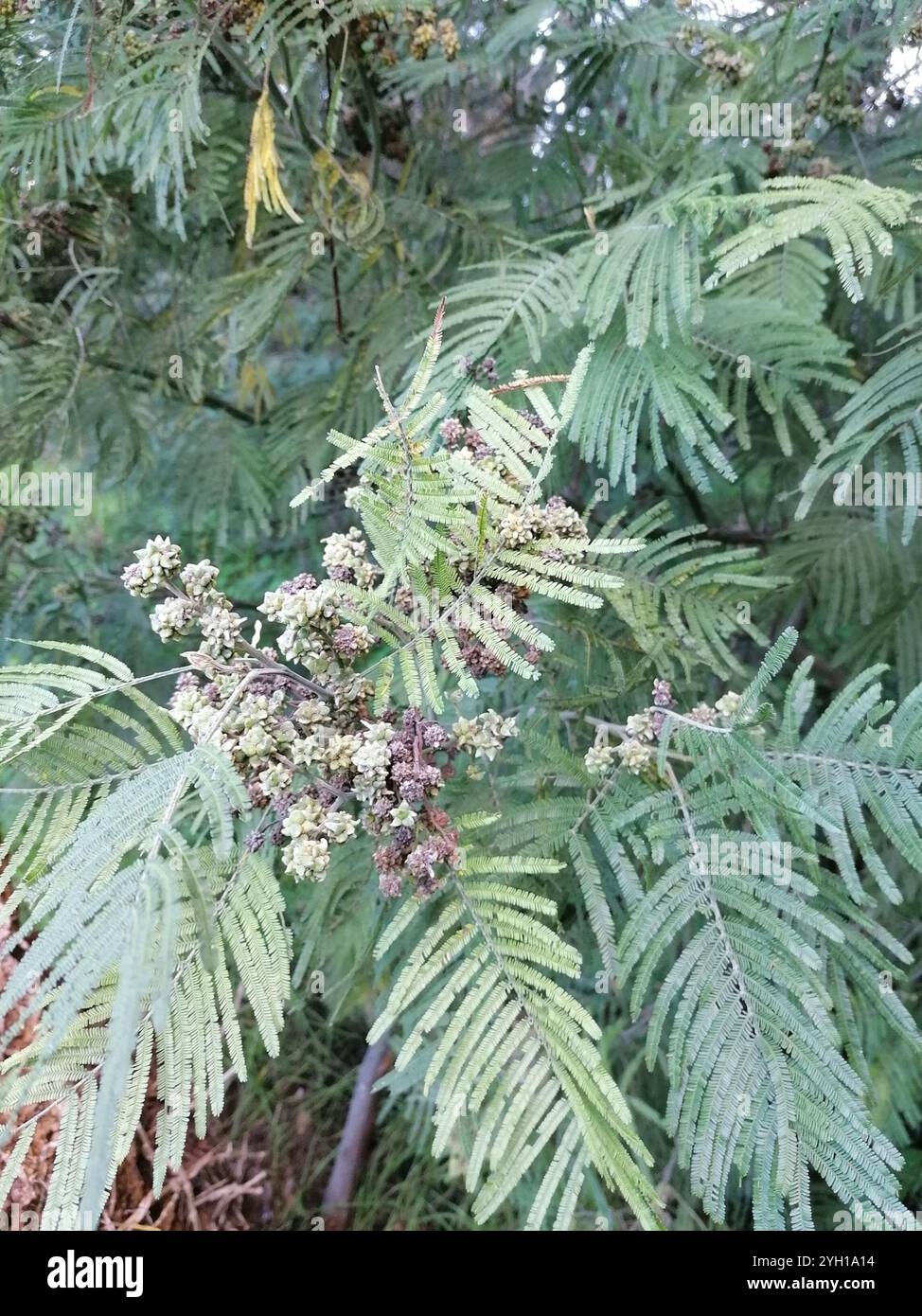 black wattle (Acacia mearnsii Stock Photo - Alamy