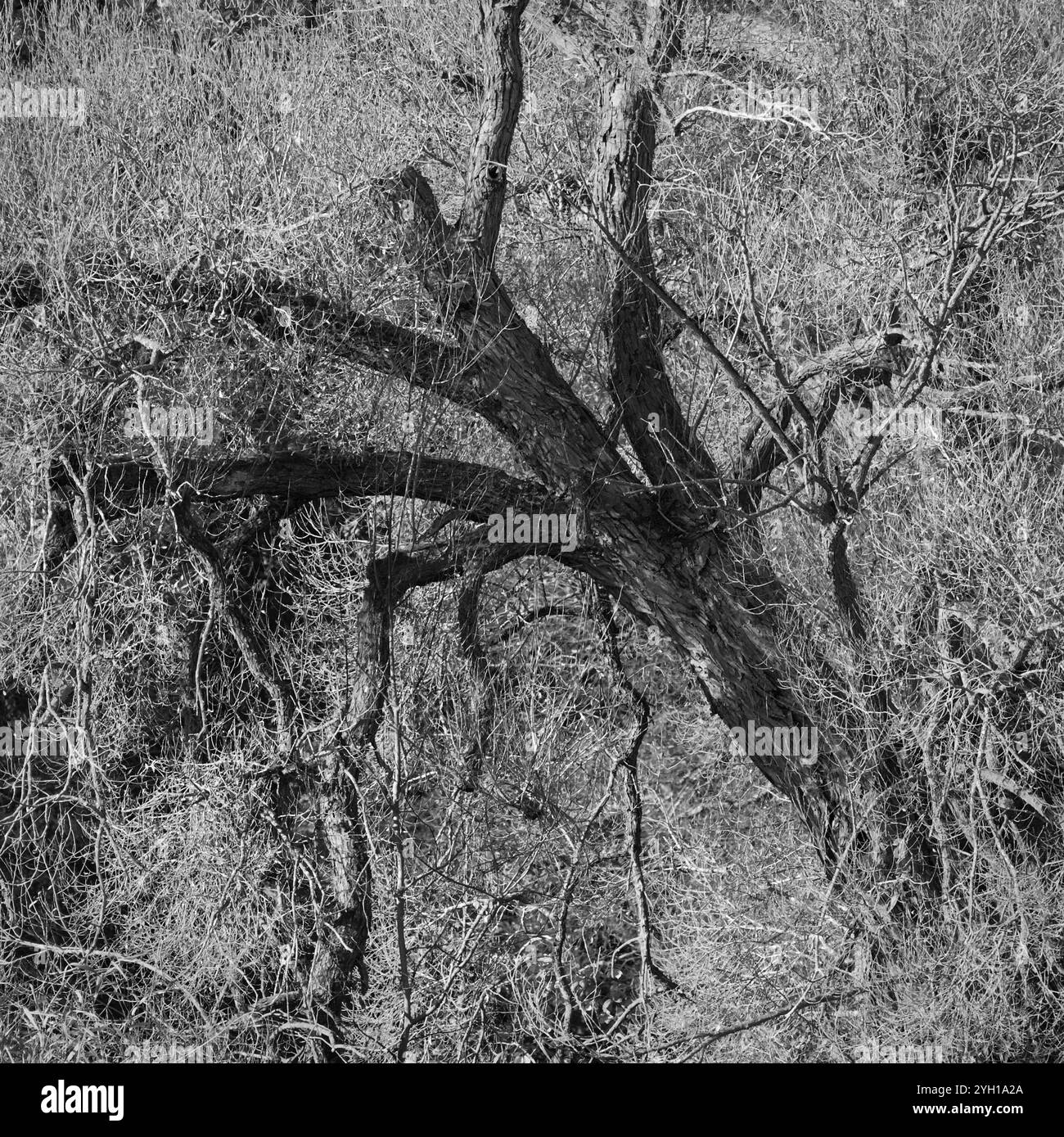 Diagonal branches Black and White Stock Photos & Images - Alamy