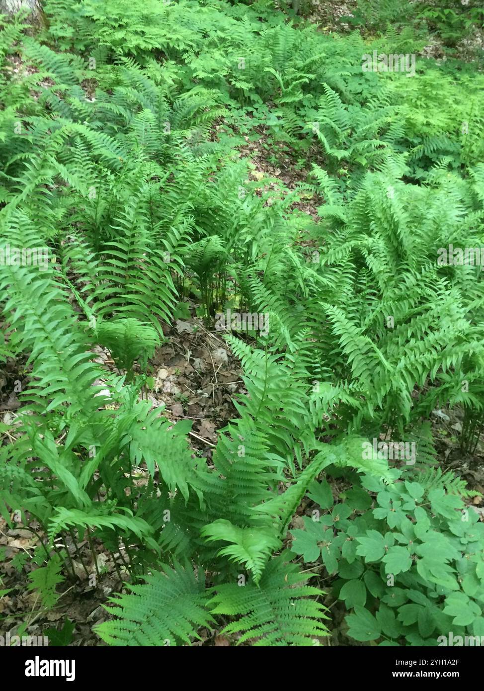 narrow-leaved glade fern (Homalosorus pycnocarpos Stock Photo - Alamy