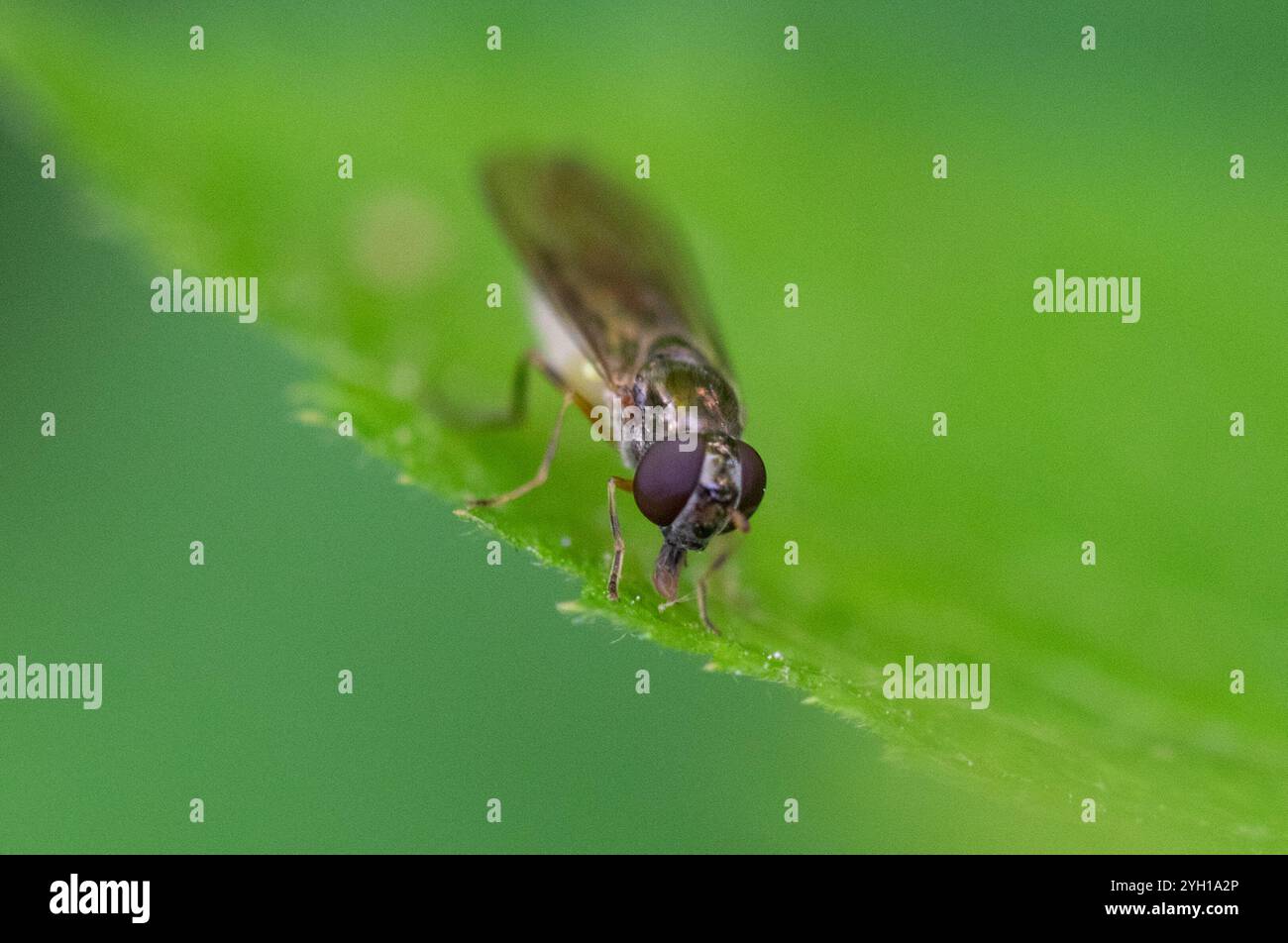 Typical Hover Flies (Syrphinae Stock Photo - Alamy