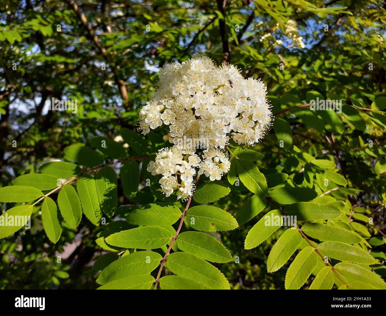 showy mountain-ash (Sorbus decora Stock Photo - Alamy