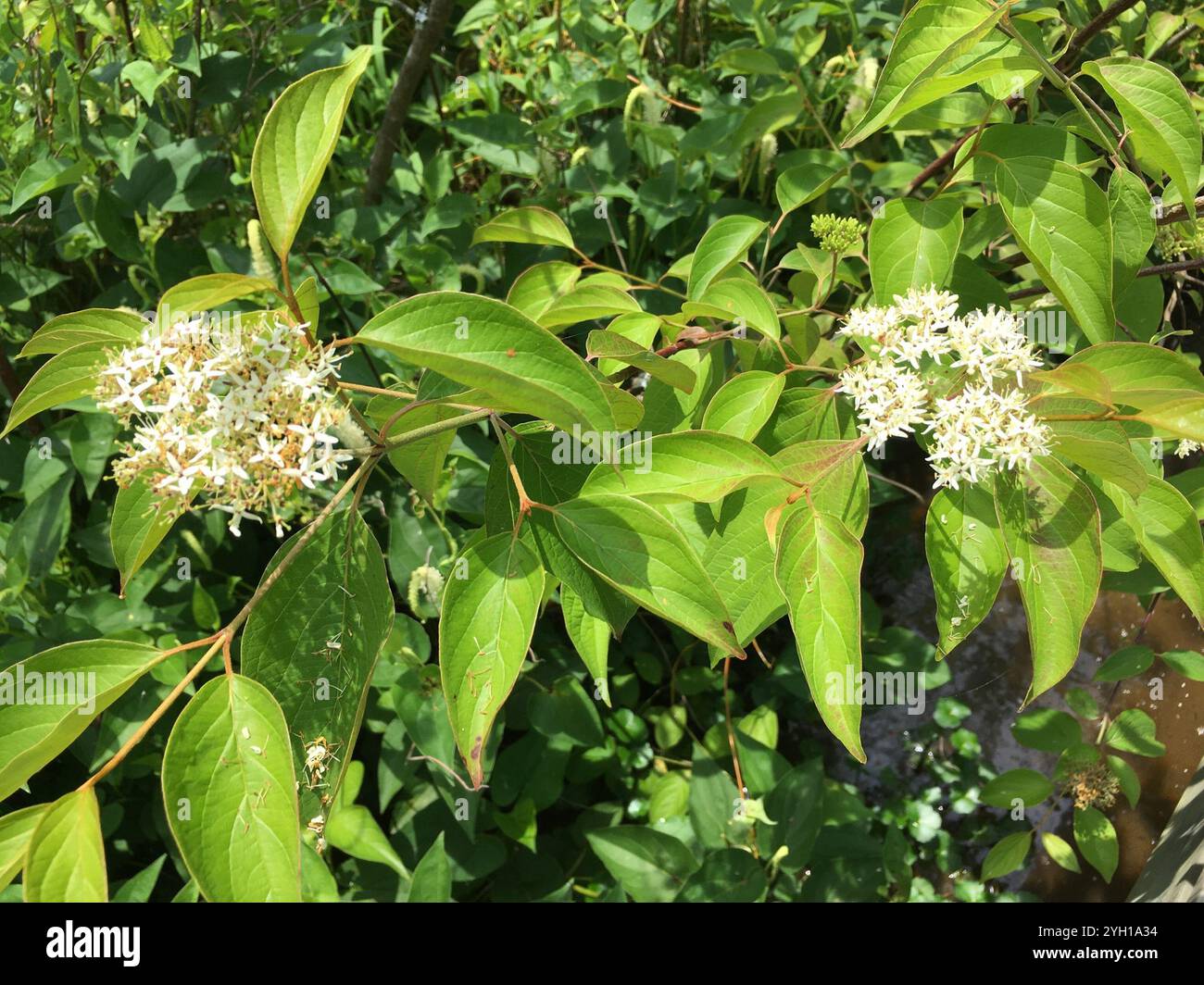 gray dogwood (Cornus racemosa Stock Photo - Alamy