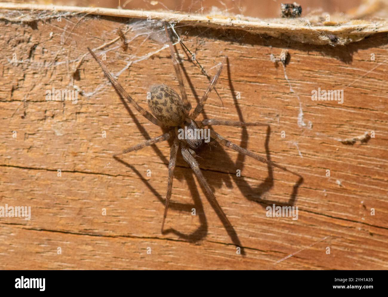 House Funnel-web Spiders (Tegenaria Stock Photo - Alamy