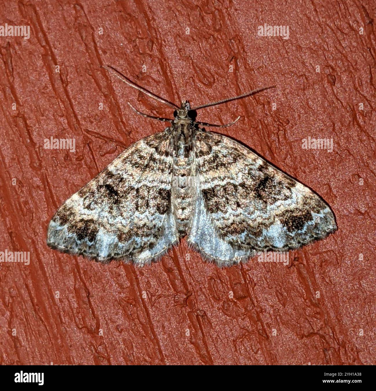 Grand Rivulet Moth (Martania grandis Stock Photo - Alamy
