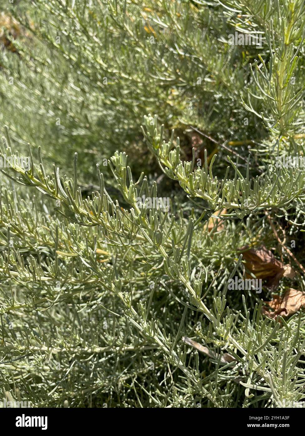 California sagebrush (Artemisia californica Stock Photo - Alamy