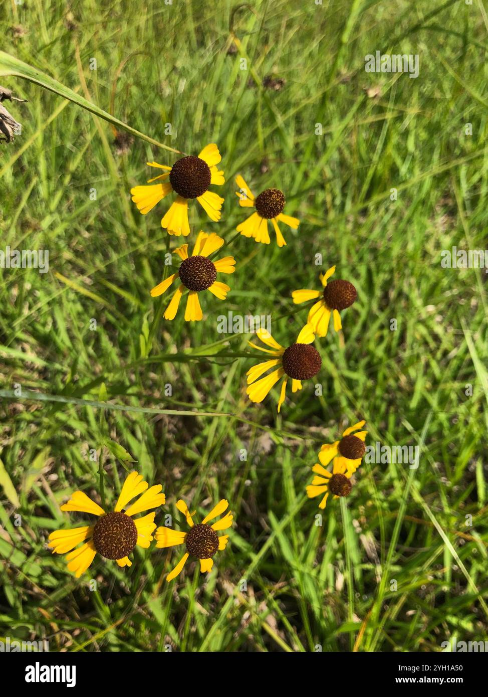 eastern black-eyed susan (Rudbeckia hirta pulcherrima Stock Photo - Alamy