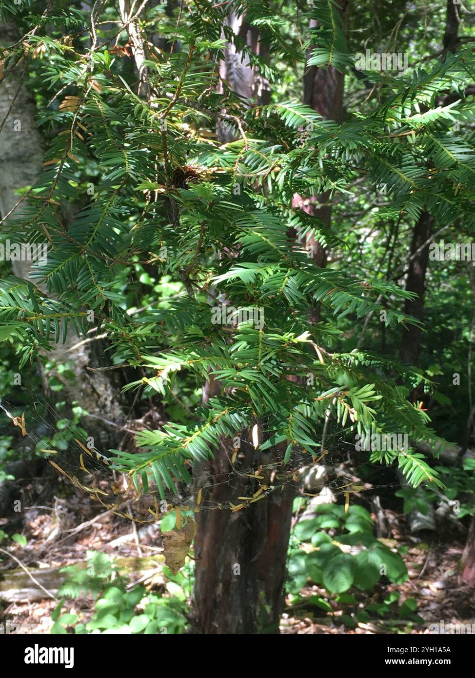 Pacific yew (Taxus brevifolia Stock Photo - Alamy