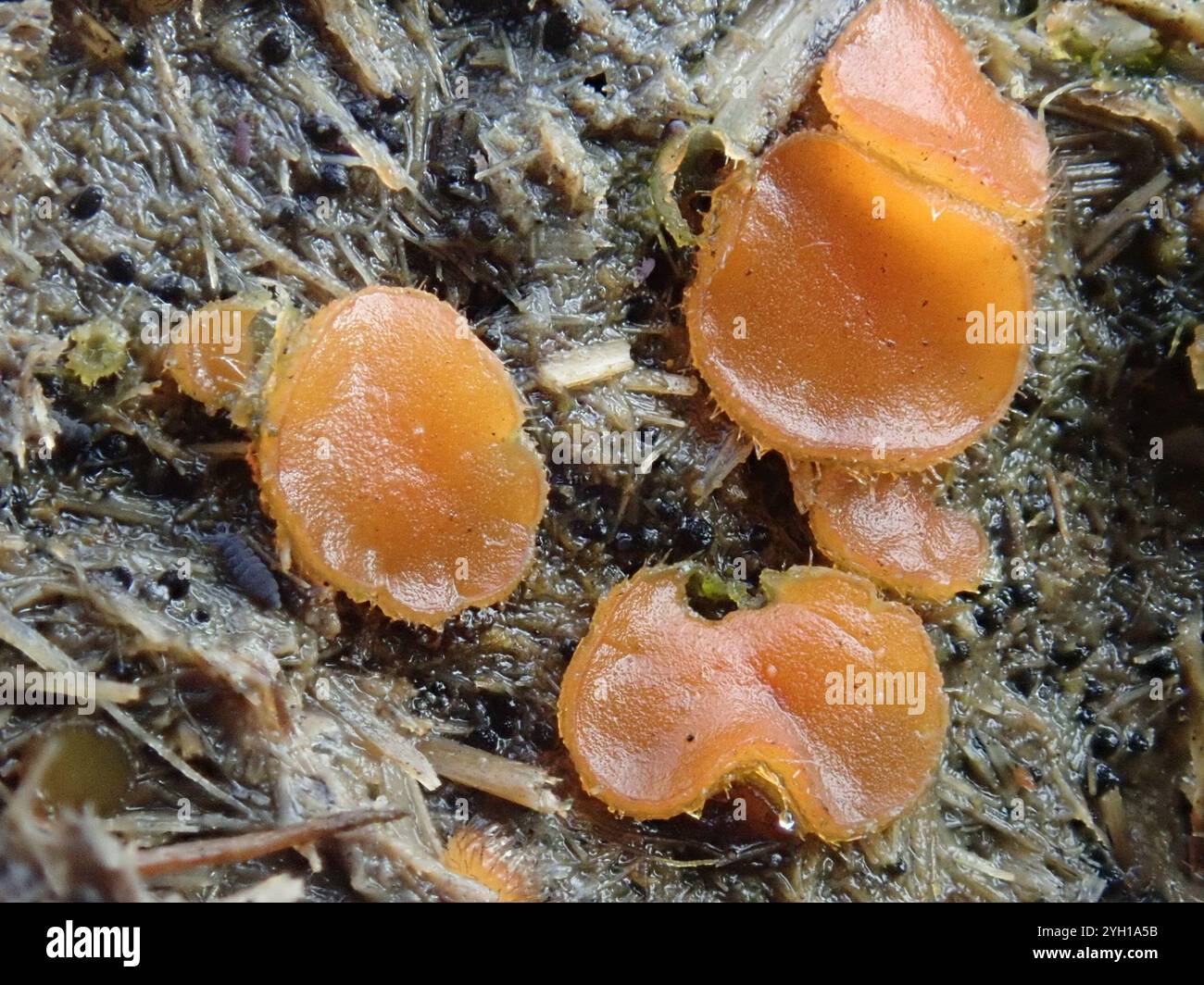 Coprinaria hi-res stock photography and images - Alamy
