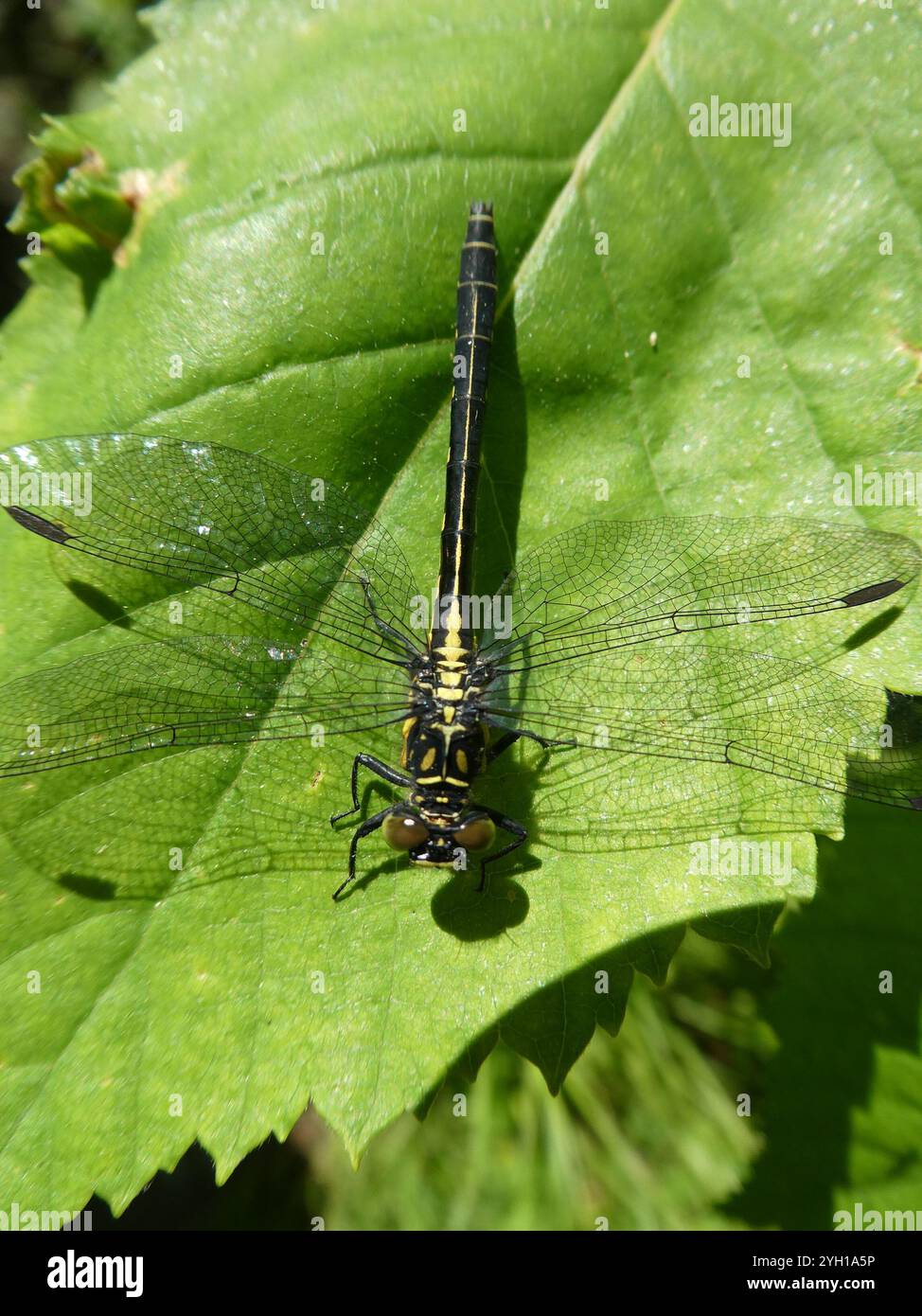 Northern Pygmy Clubtail (Lanthus parvulus Stock Photo - Alamy