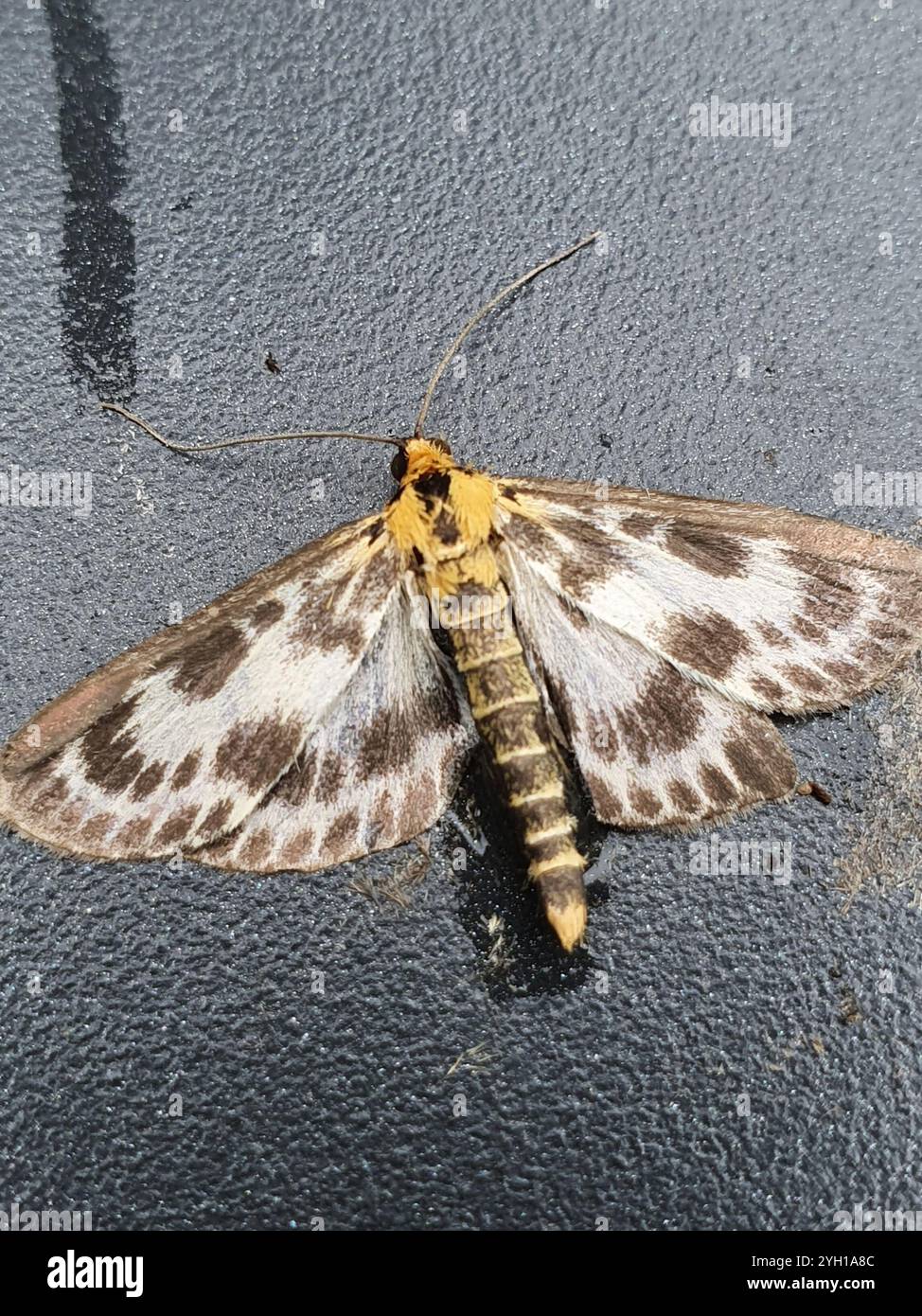 Small Magpie (Anania hortulata Stock Photo - Alamy
