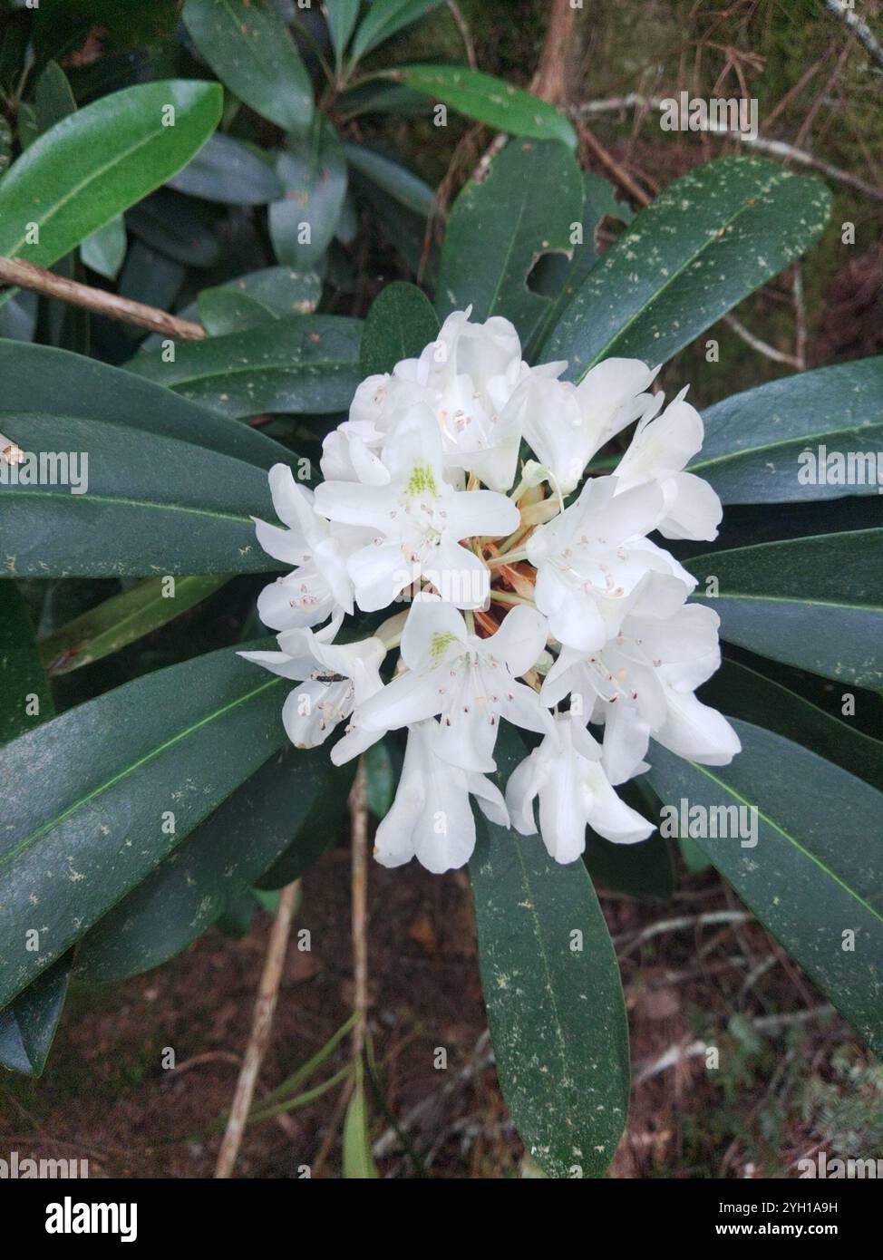 great rhododendron (Rhododendron maximum Stock Photo - Alamy