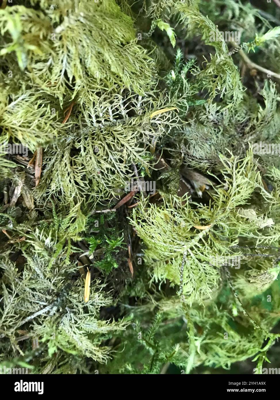 stairstep moss (Hylocomium splendens Stock Photo - Alamy