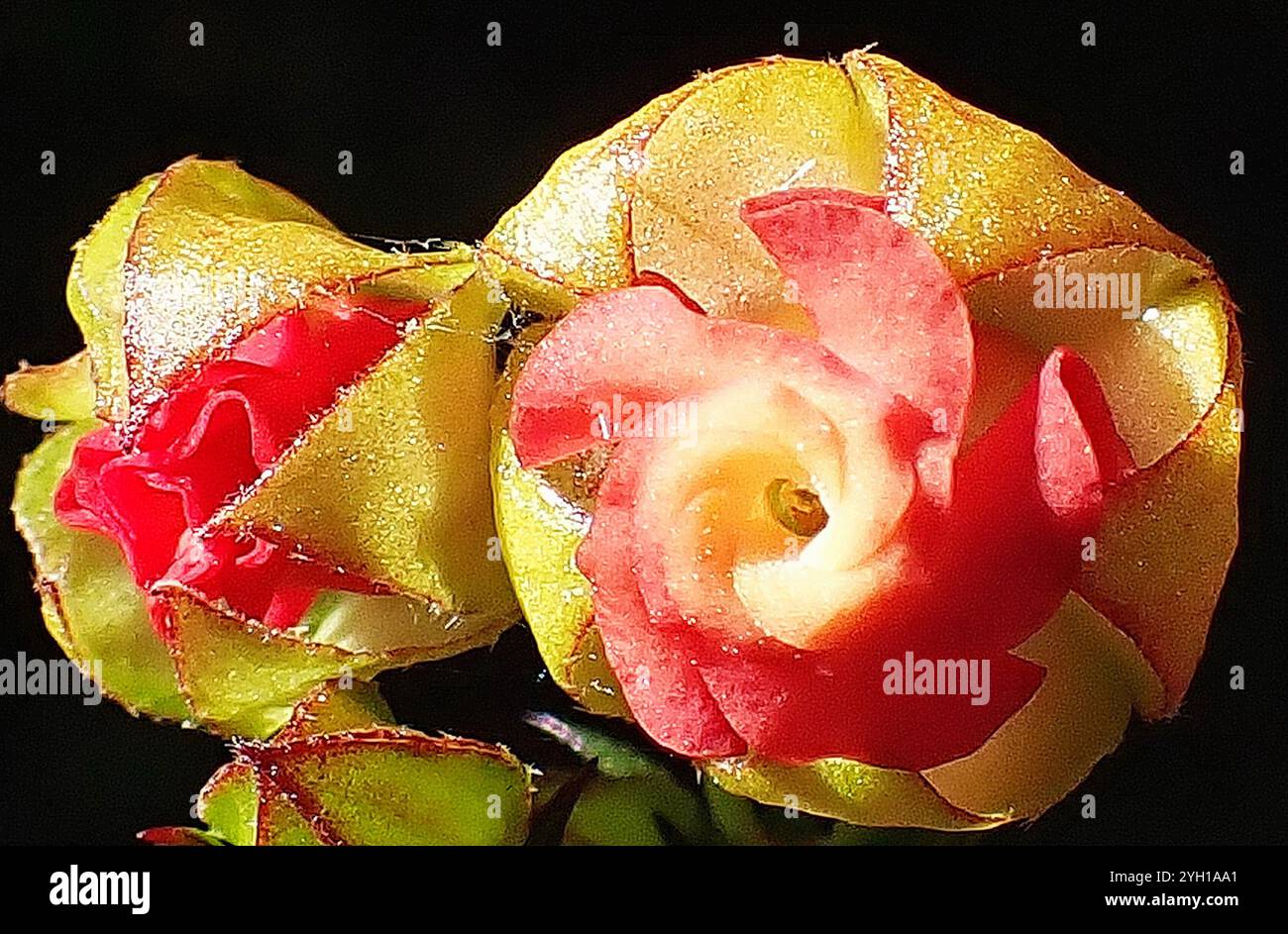 Angular Dollsrose (Hermannia angularis Stock Photo - Alamy