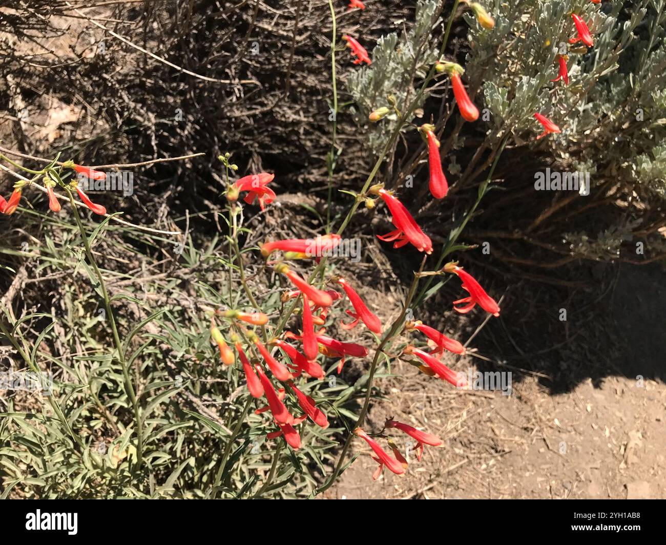 Bridges penstemon hi-res stock photography and images - Alamy