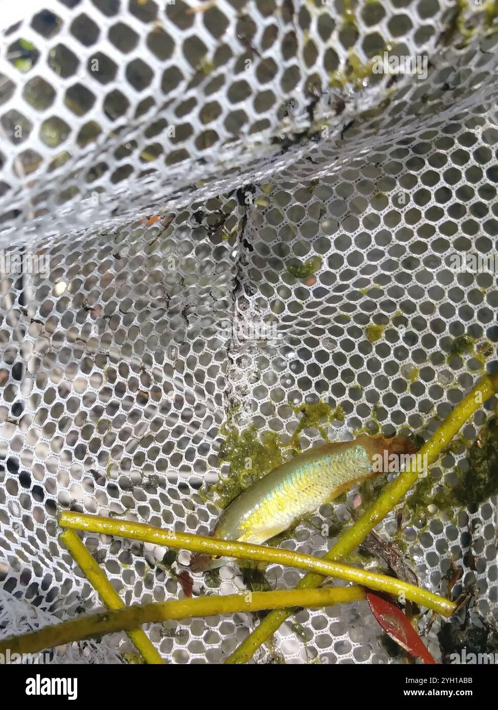 Chrysotus hi-res stock photography and images - Alamy