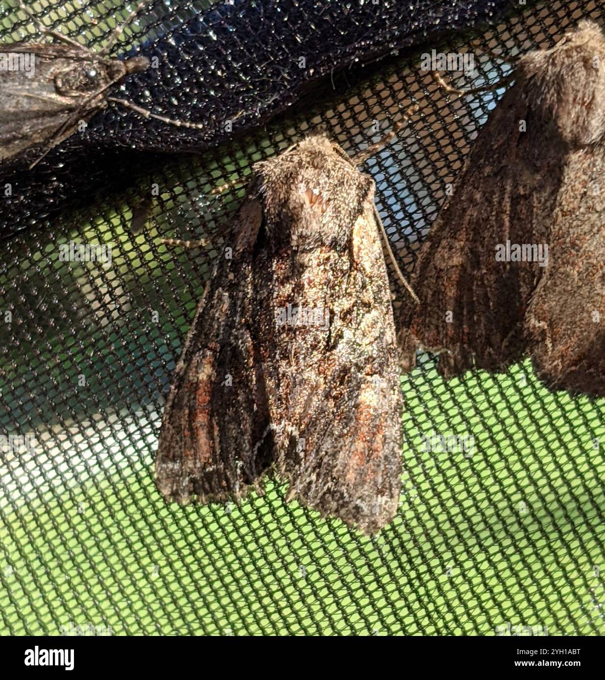 Cutworms and Dart Moths (Noctuinae Stock Photo - Alamy