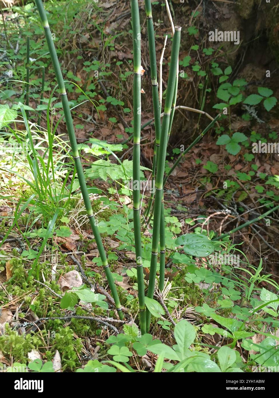 rough horsetail (Equisetum hyemale Stock Photo - Alamy