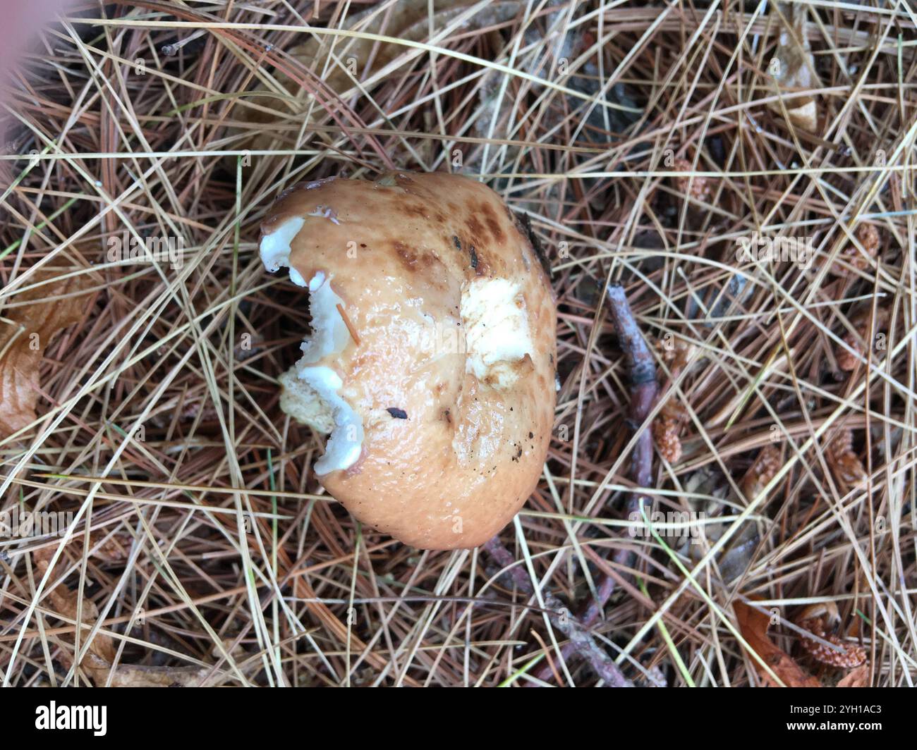 Butterball (Suillus weaverae Stock Photo - Alamy
