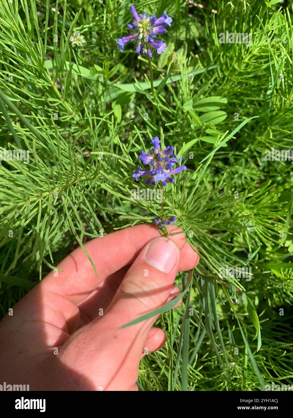 Penstemon penstemon procerus hi-res stock photography and images - Alamy