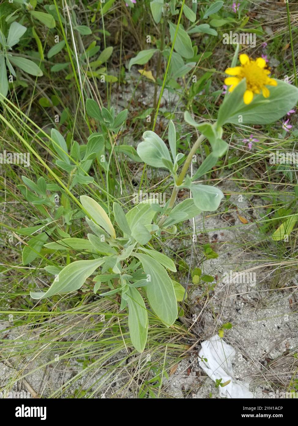 sea ox-eye (Borrichia frutescens Stock Photo - Alamy