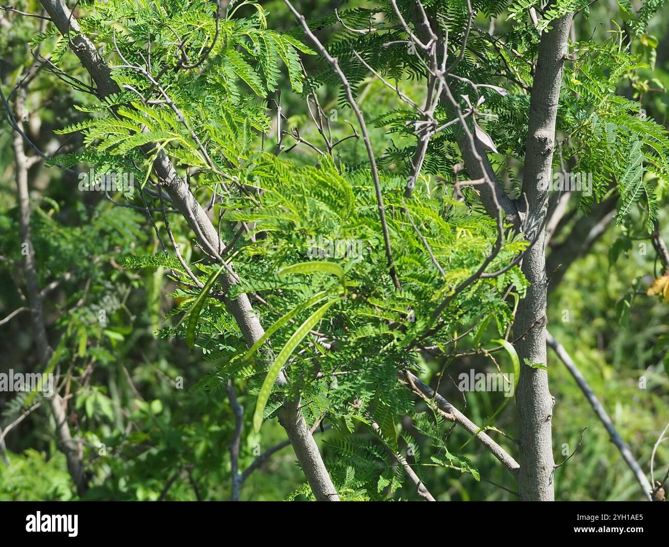 White leadtree (Leucaena leucocephala Stock Photo - Alamy