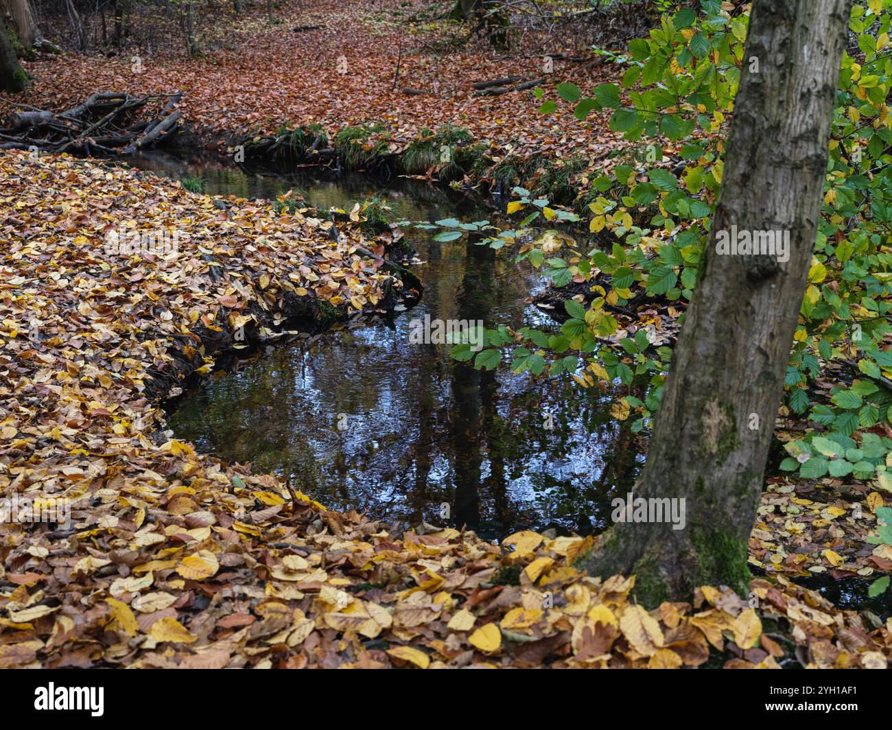 winding natural stream in the forest with autumnal dead leaves on the ...