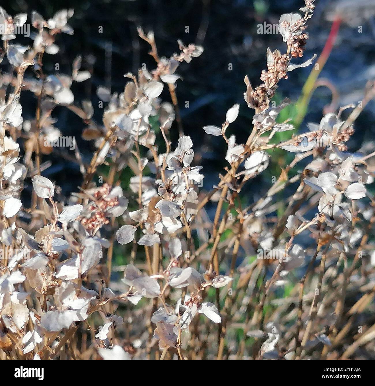 Restio festuciformis hi-res stock photography and images - Alamy