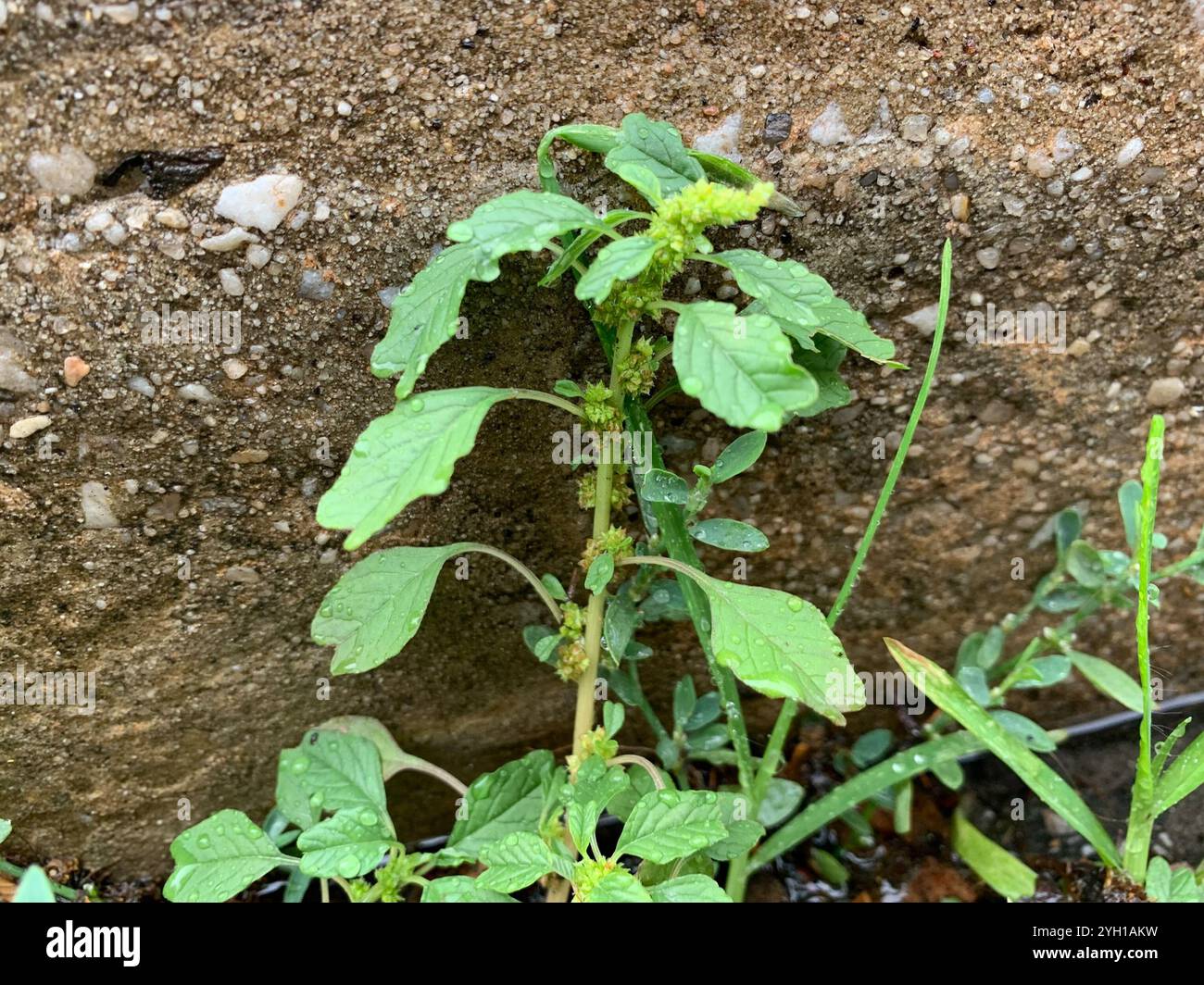 purple amaranth (Amaranthus blitum Stock Photo - Alamy