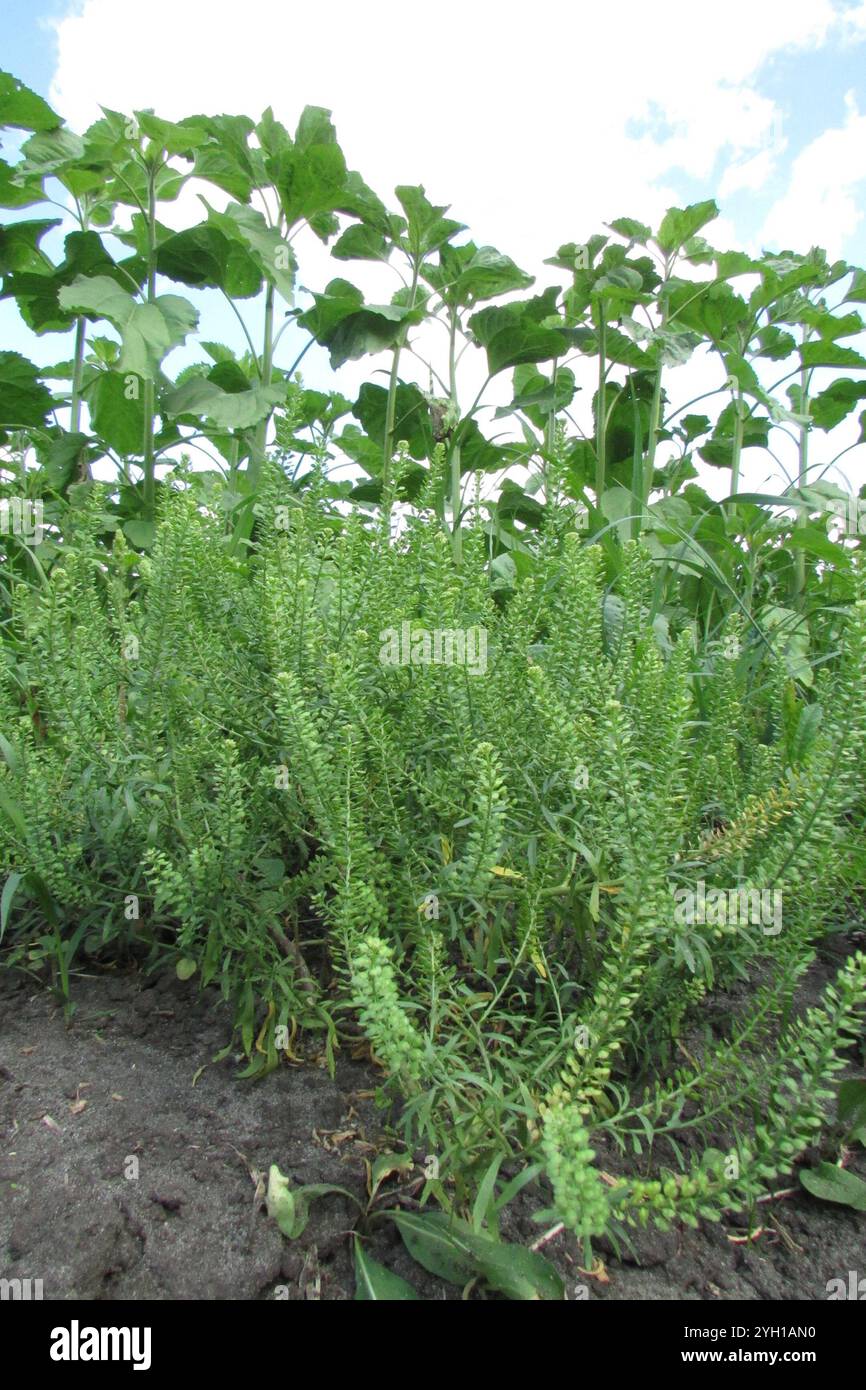 Common Peppergrass (Lepidium densiflorum Stock Photo - Alamy