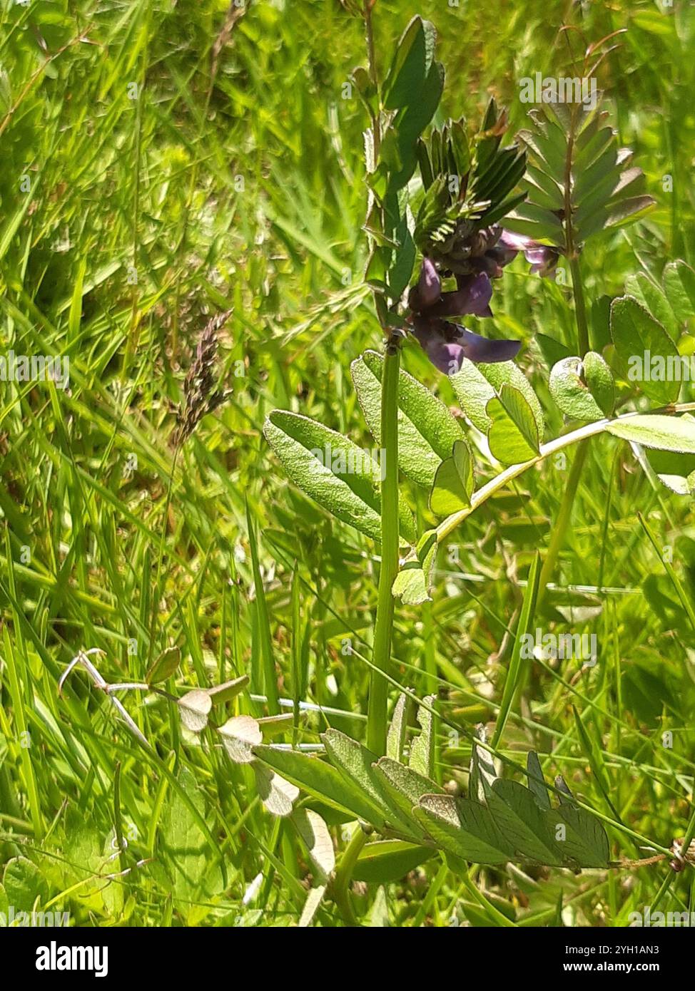 Bush Vetch (Vicia sepium Stock Photo - Alamy