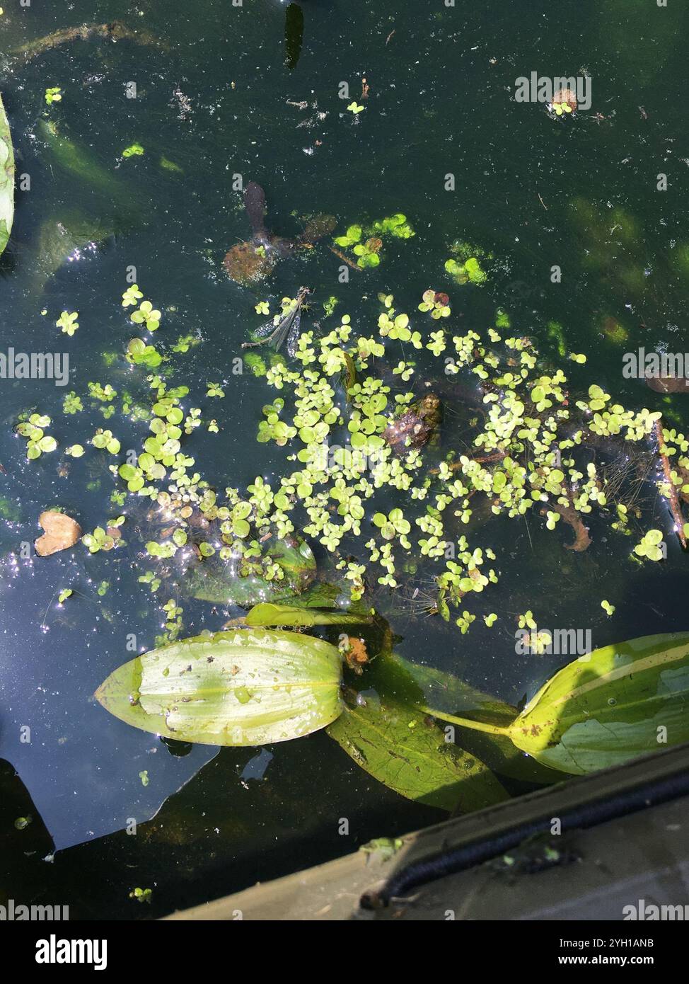greater duckweed (Spirodela polyrhiza Stock Photo - Alamy
