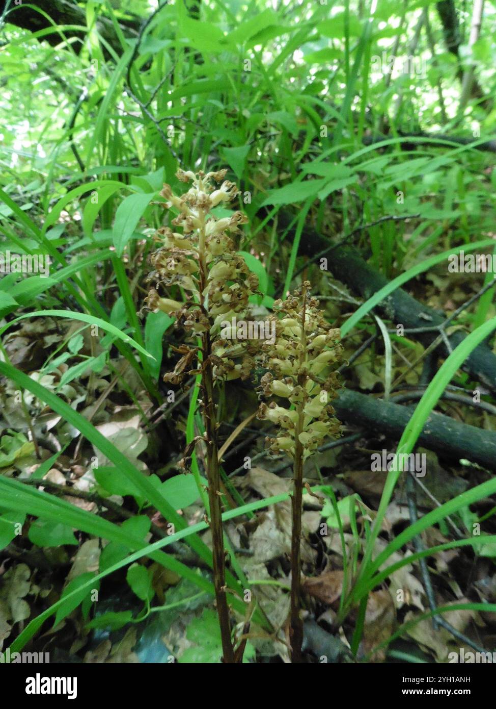 bird's-nest orchid (Neottia nidus-avis Stock Photo - Alamy