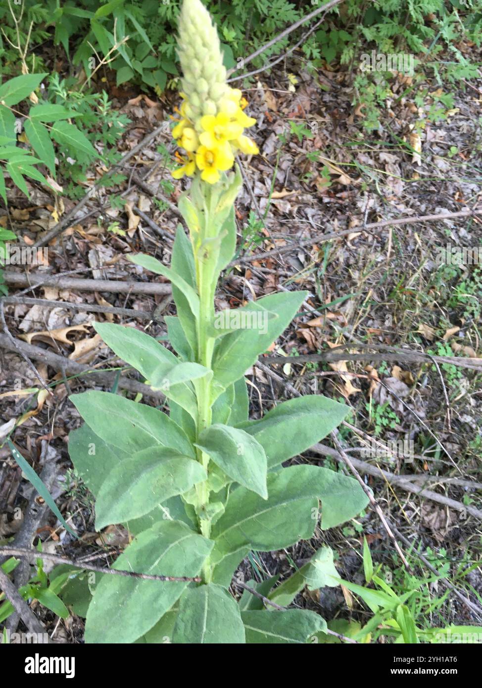 great mullein (Verbascum thapsus Stock Photo - Alamy