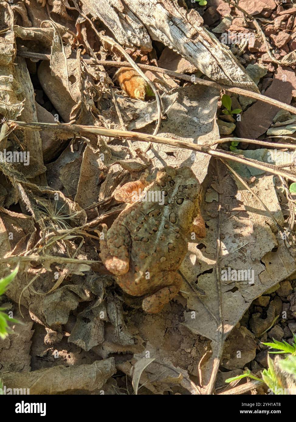 American Toad (Anaxyrus americanus Stock Photo - Alamy