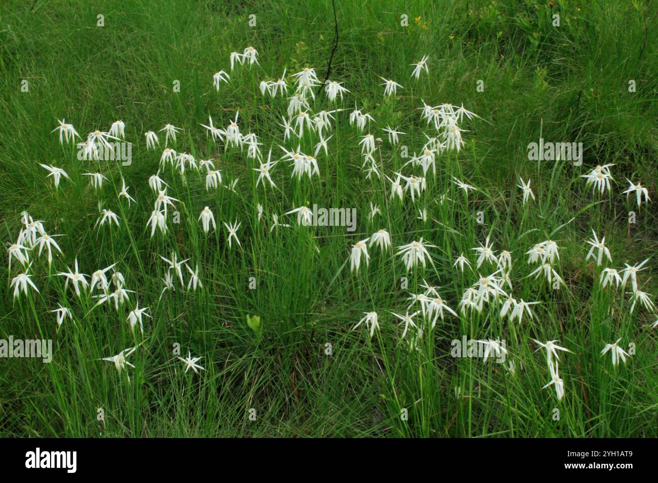 sandswamp whitetop sedge (Rhynchospora latifolia Stock Photo - Alamy